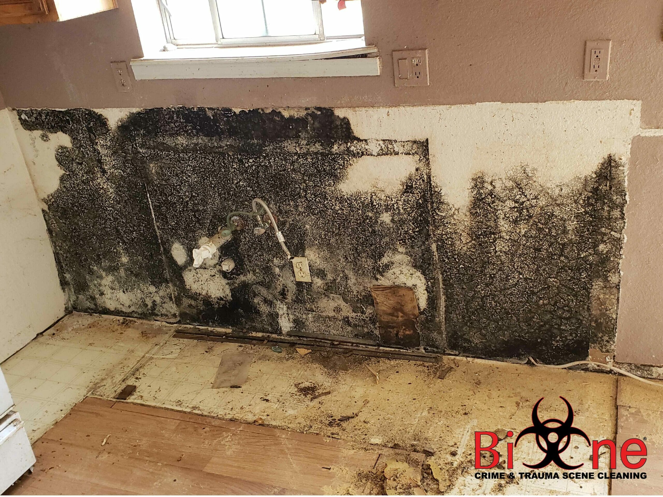 How to Remove Mold The Right Way - Bio-One of Montgomery