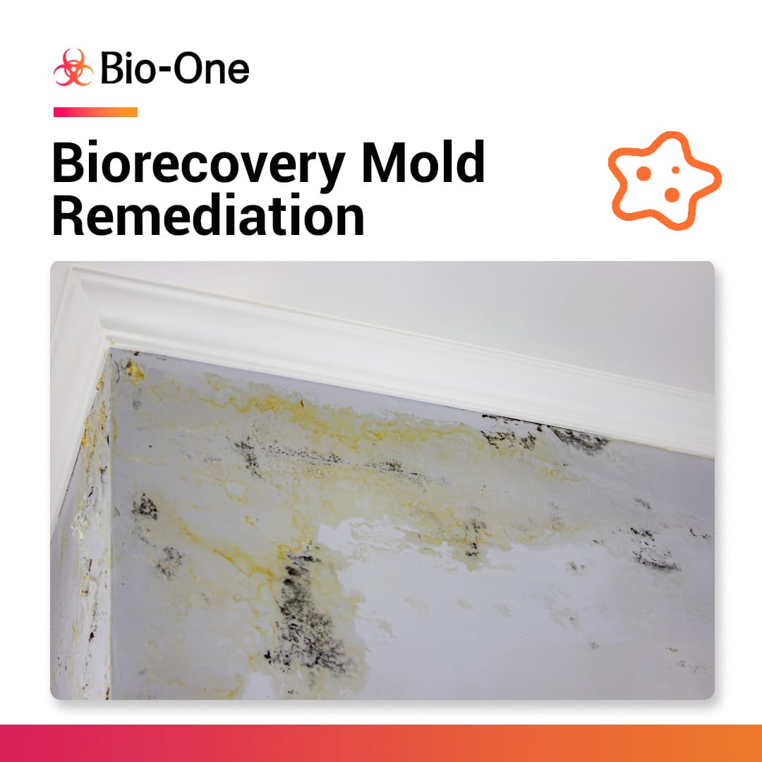 Montgomery Mold Removal - Bio-One of Montgomery