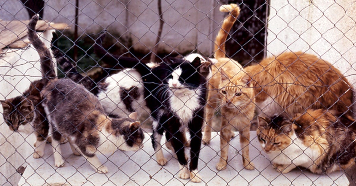 Rescuing Homes from Animal Hoarding A Guide to Cleanup and Recovery ...